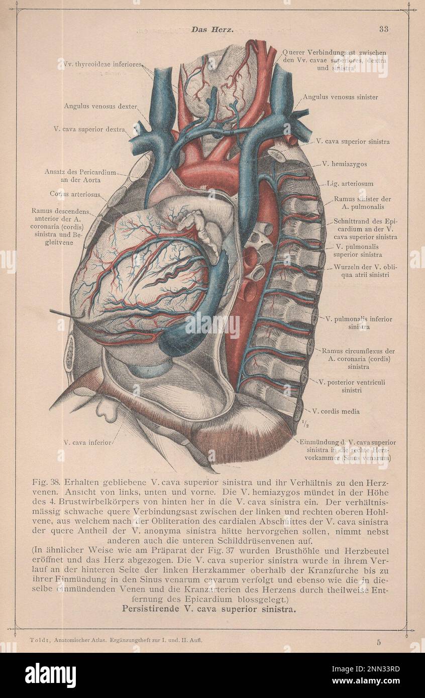 Anatomischer Atlas : für Studierende und Ärzte by Toldt, Carl, (1840 ...