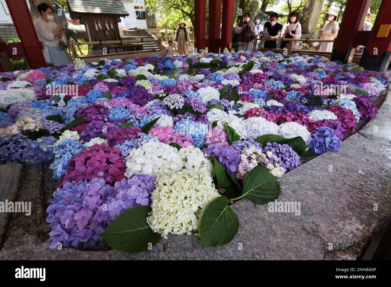 Visitors admire a bunch of hydrangea flowers floating in a washibasin ...