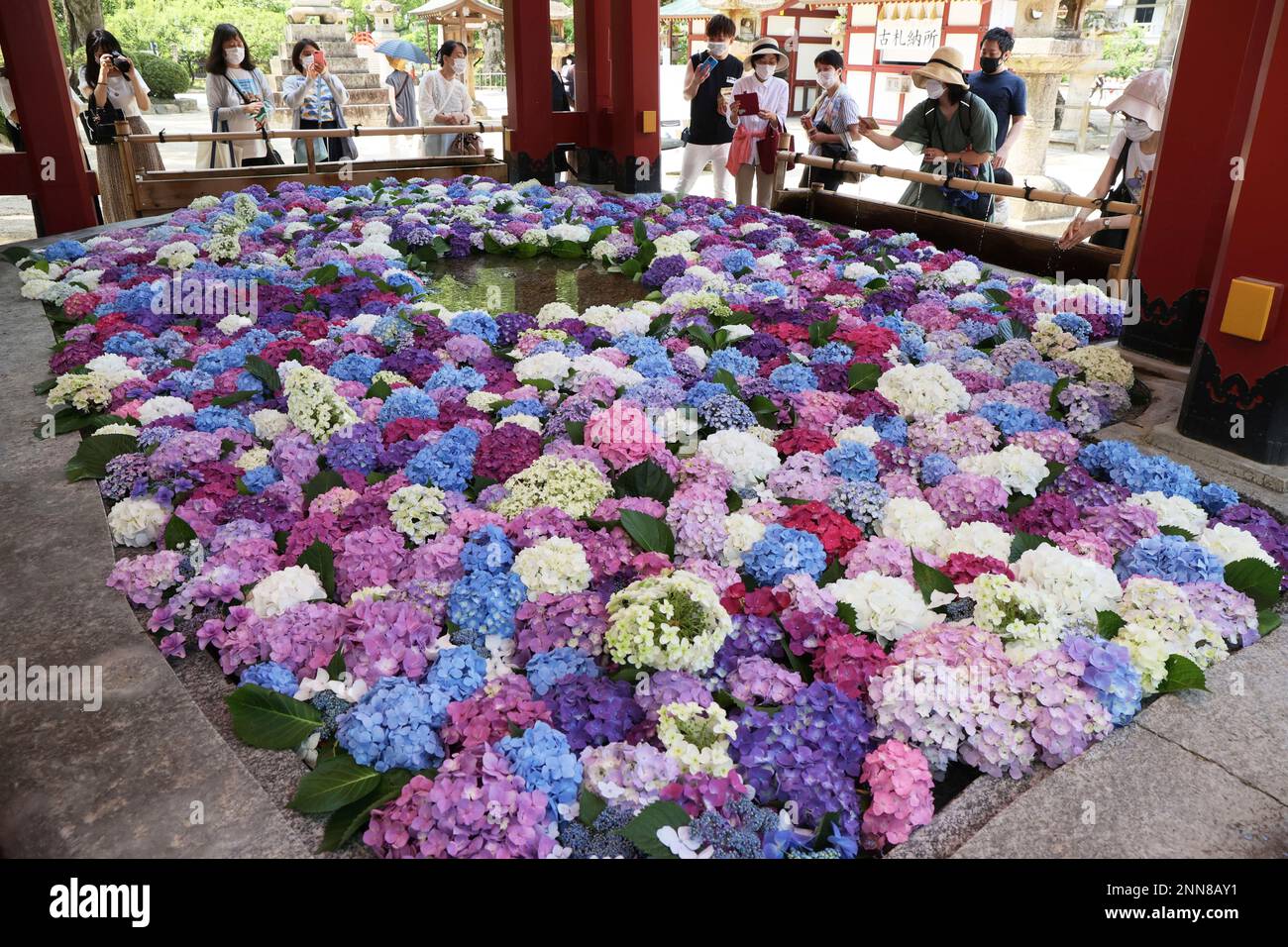 Visitors admire a bunch of hydrangea flowers floating in a washibasin ...