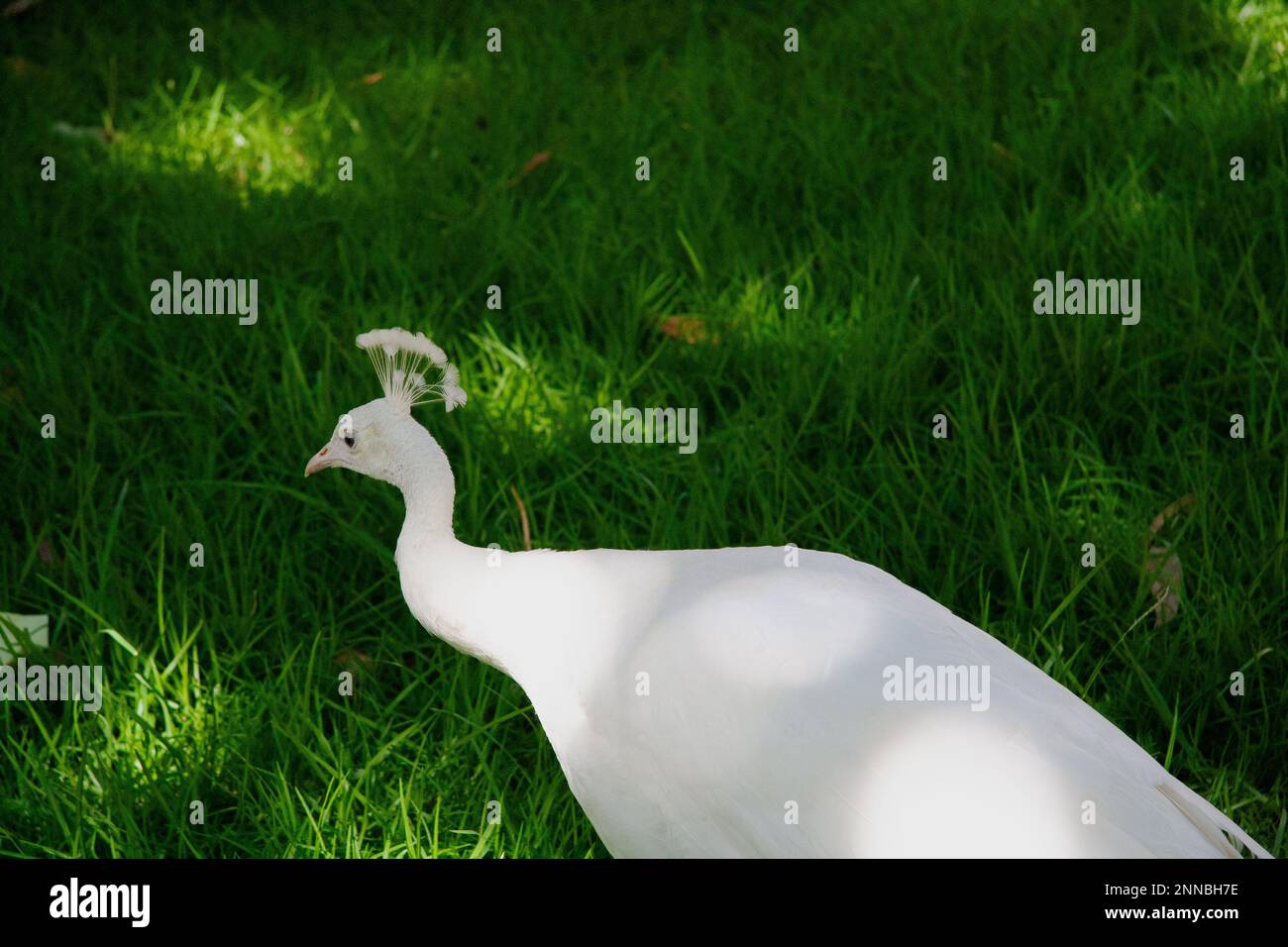 Gras albin -Fotos und -Bildmaterial in hoher Auflösung – Alamy