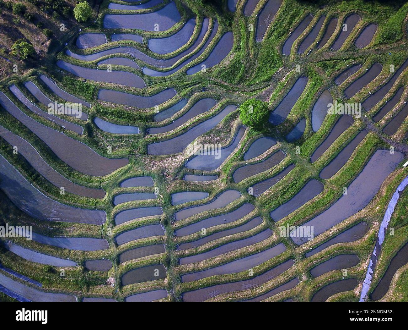 A picture shows the terraced rice paddies of Oyama Senmaidareflected in ...