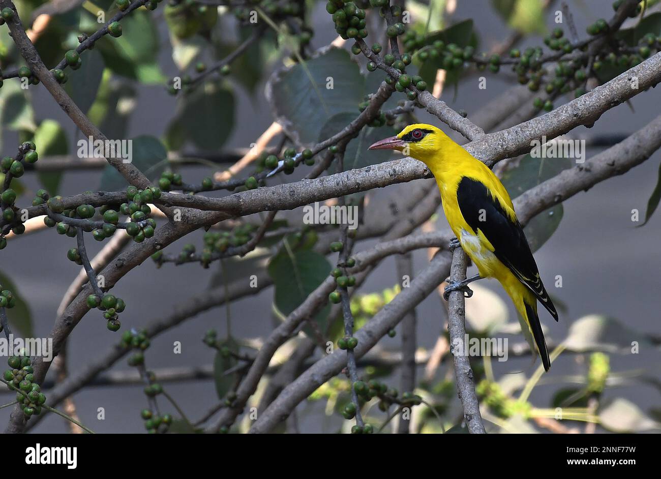 Ernährt sich von früchten -Fotos und -Bildmaterial in hoher Auflösung ...