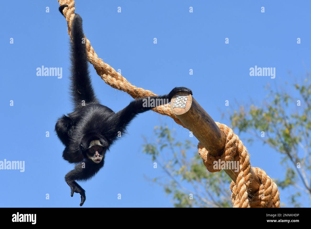 RJ - Rio de Janeiro - 03/22/2021 - BIOPARQUE RIO DE JANEIRO - View of ...