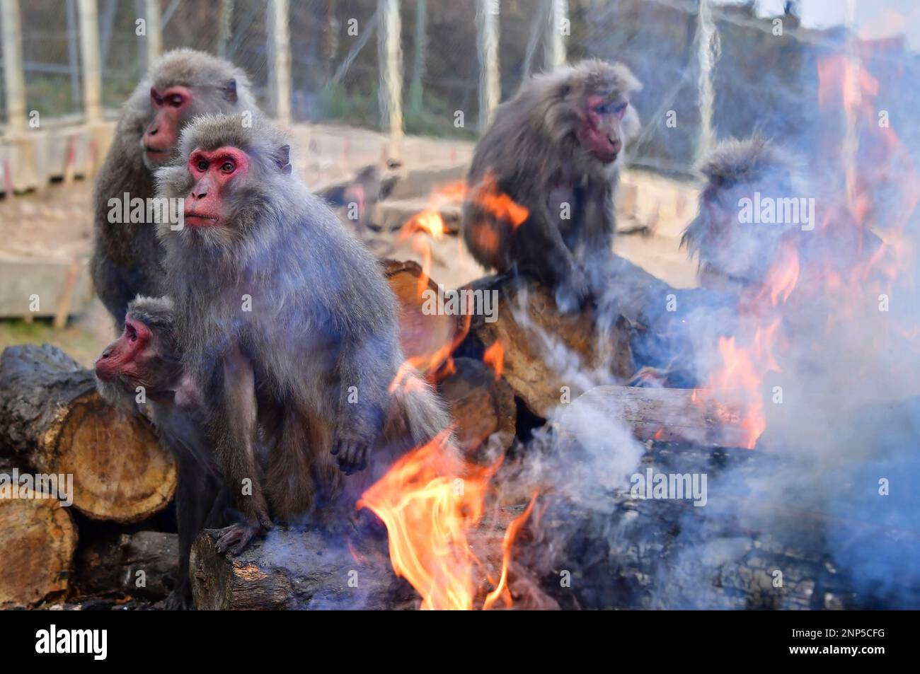 Monkeys warm themselves in an open-air fire at the Japan Monkey Park in ...