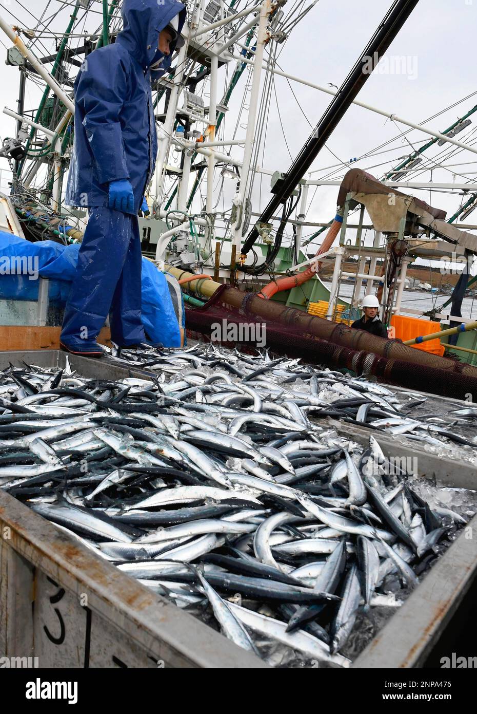 Fishermen unload pacific saury, sanma in Japanese at Hanasaki Port in ...