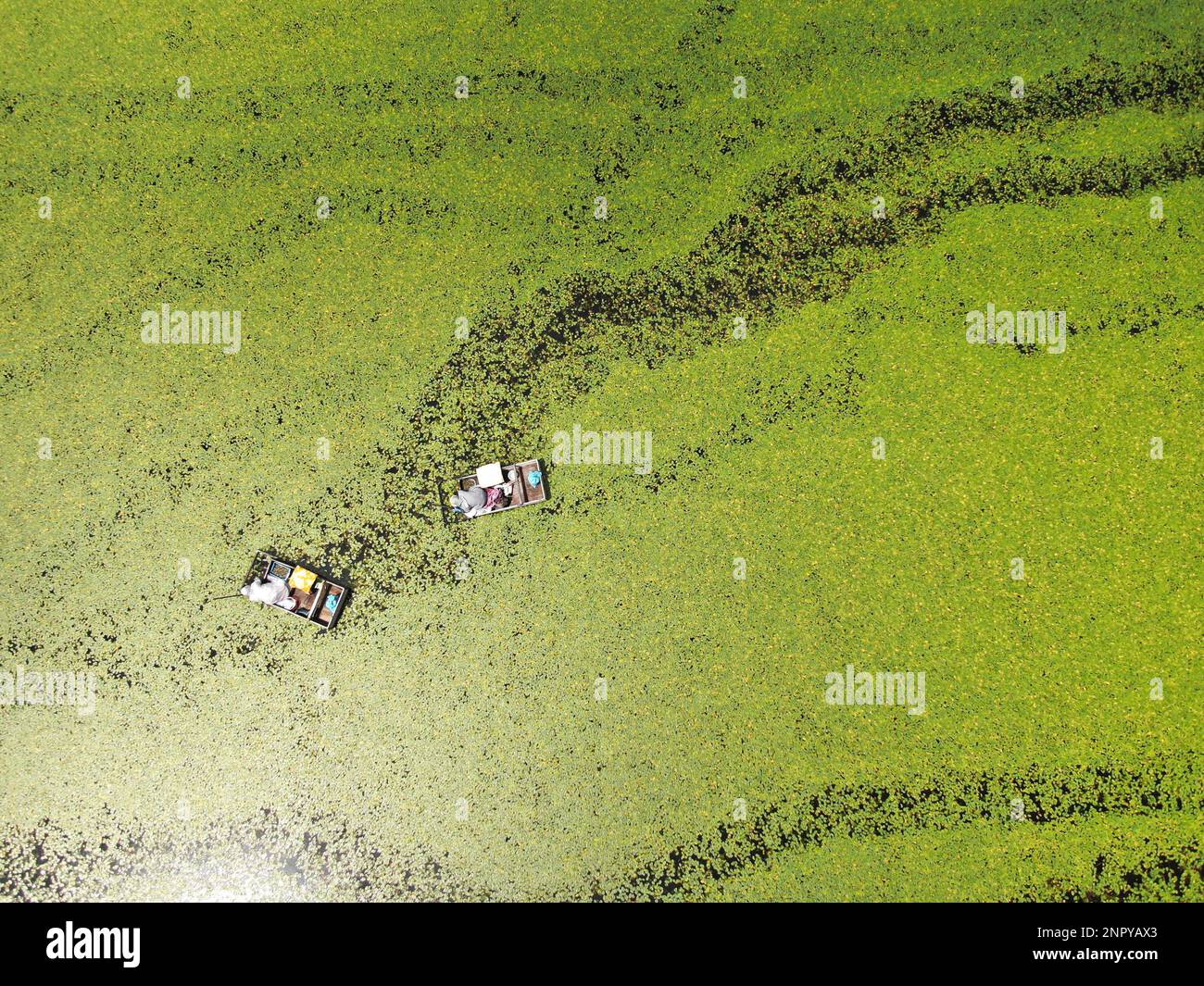 Farmers gather water shield (brasenia schreberi, junsai in Japanese) at ...