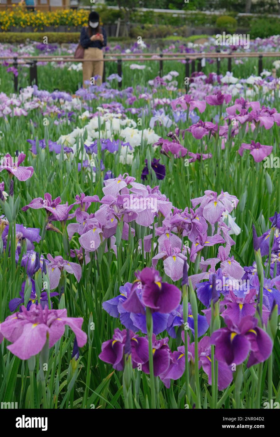 A visitor views iris flower field at Horikiri Shobu ( Iris )Garden in ...