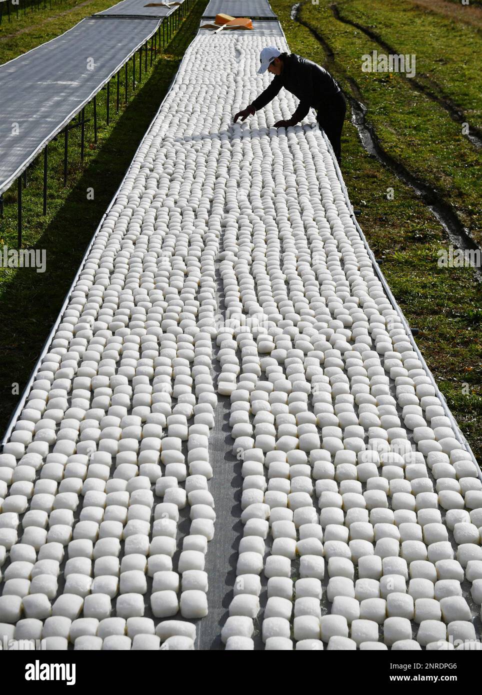 A photo shows frozen konjac hung to freeze in Taka Town, Hyogo ...
