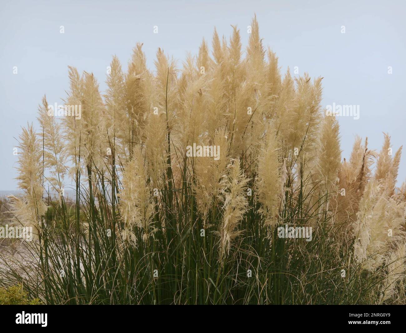 Wachsendes gras im sand -Fotos und -Bildmaterial in hoher Auflösung – Alamy