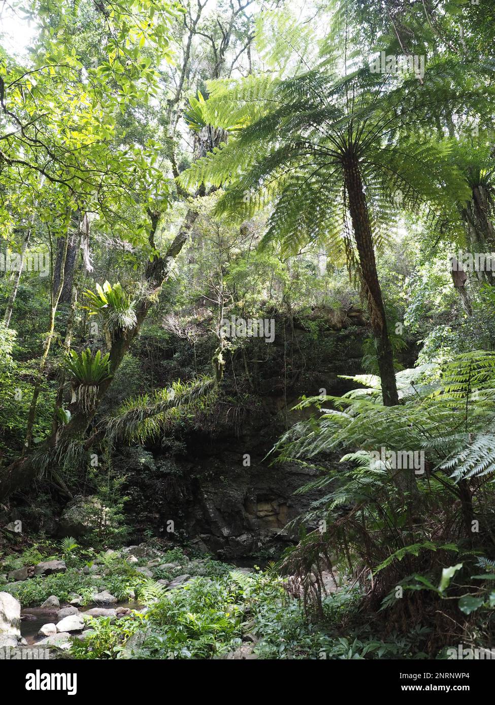 Trre Fern (Sphaeropteris cooperi) im Regenwald an einem Wanderweg im ...