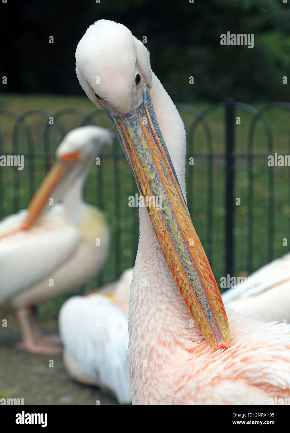 Chris preen -Fotos und -Bildmaterial in hoher Auflösung – Alamy