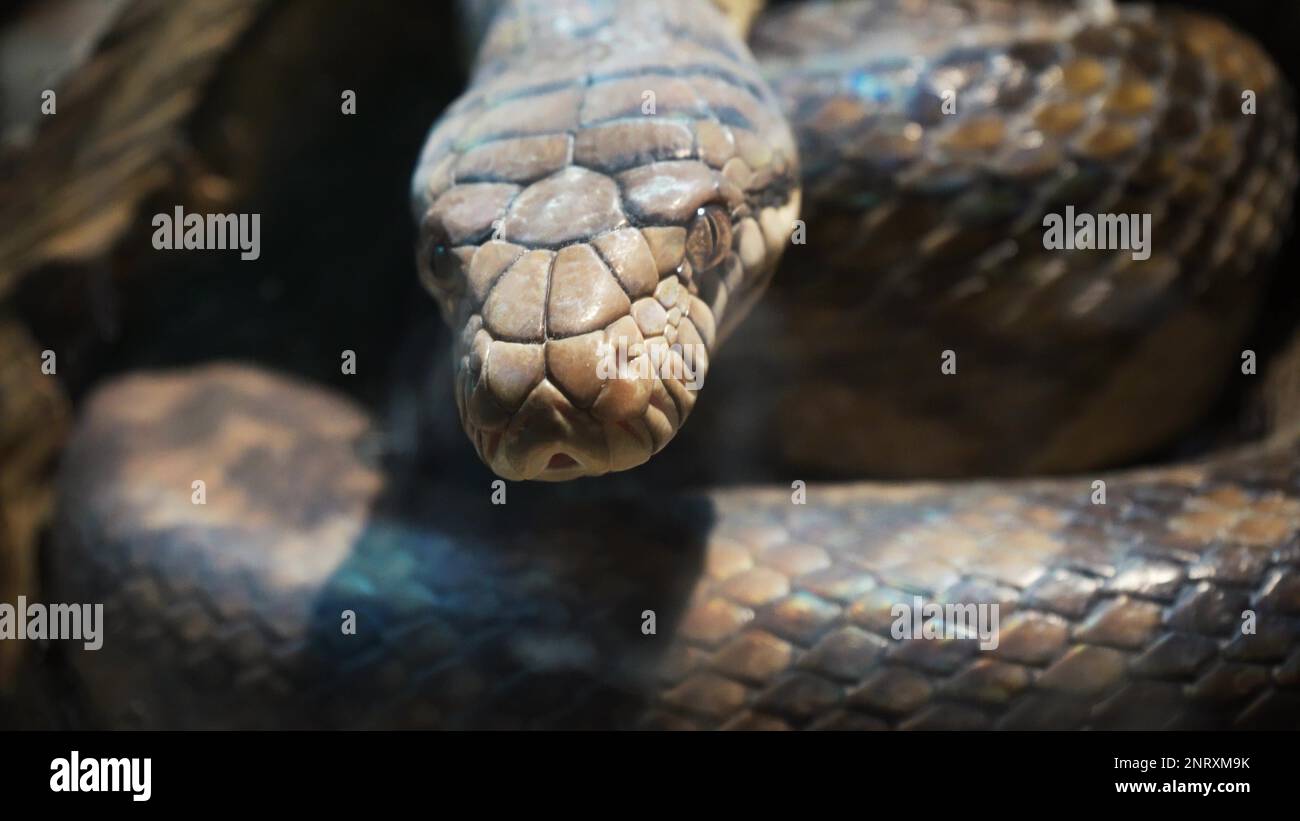 Eine schuppige, große, vernetzte Python, die sich in einem Knoten ...