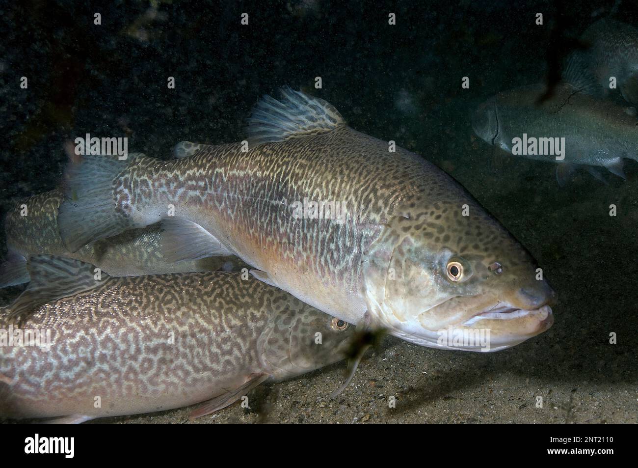 Tiger forelle -Fotos und -Bildmaterial in hoher Auflösung – Alamy