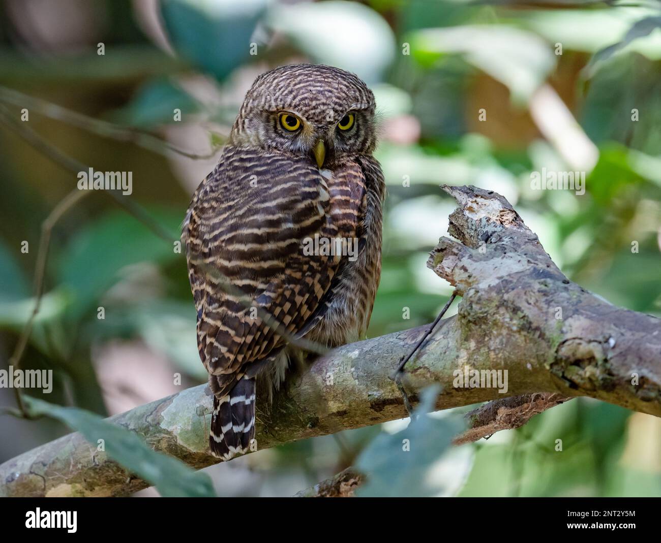 Eine asiatische Eiche (Glaucidium cuculoides) auf einem Ast. Thailand ...