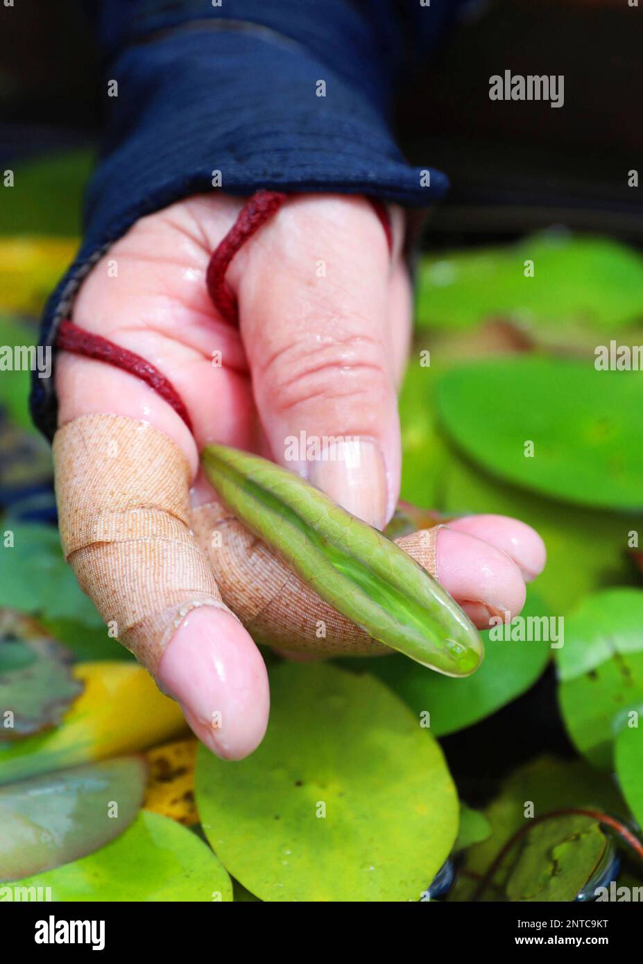 A photo shows water shield (brasenia schreberi, junsai in Japanese ...
