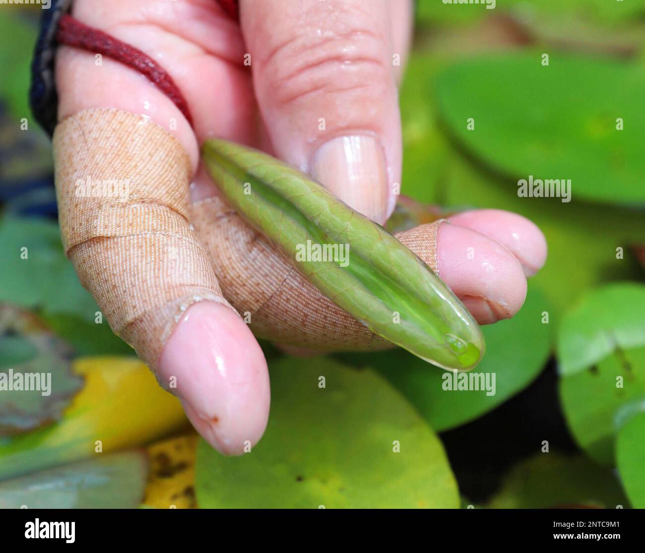 A photo shows water shield (brasenia schreberi, junsai in Japanese ...