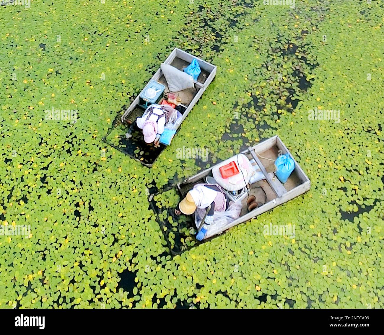 Farmers gather water shield (brasenia schreberi, junsai in Japanese) at ...