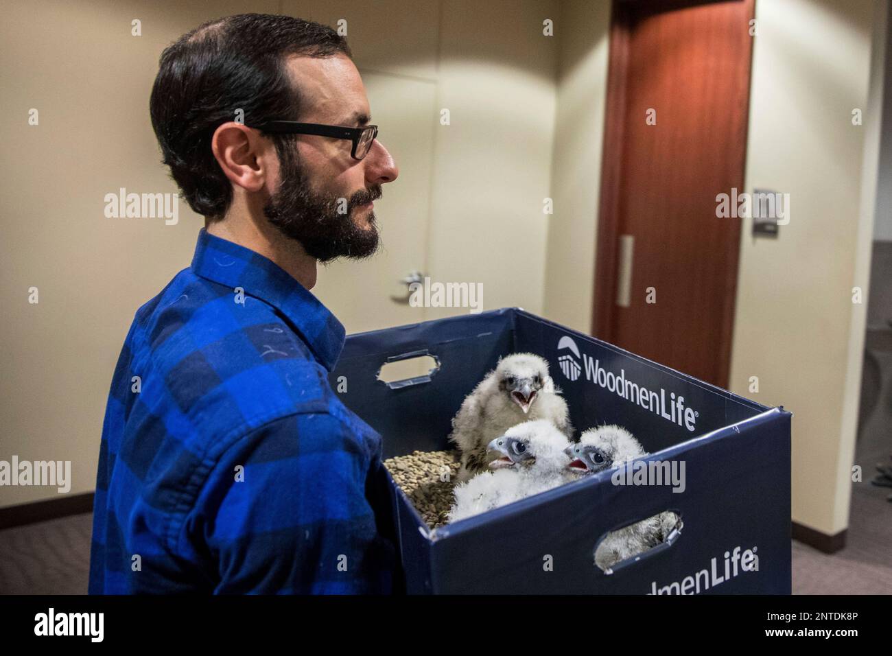 Stephen Brenner carries a box of peregrine falcon chicks in the ...