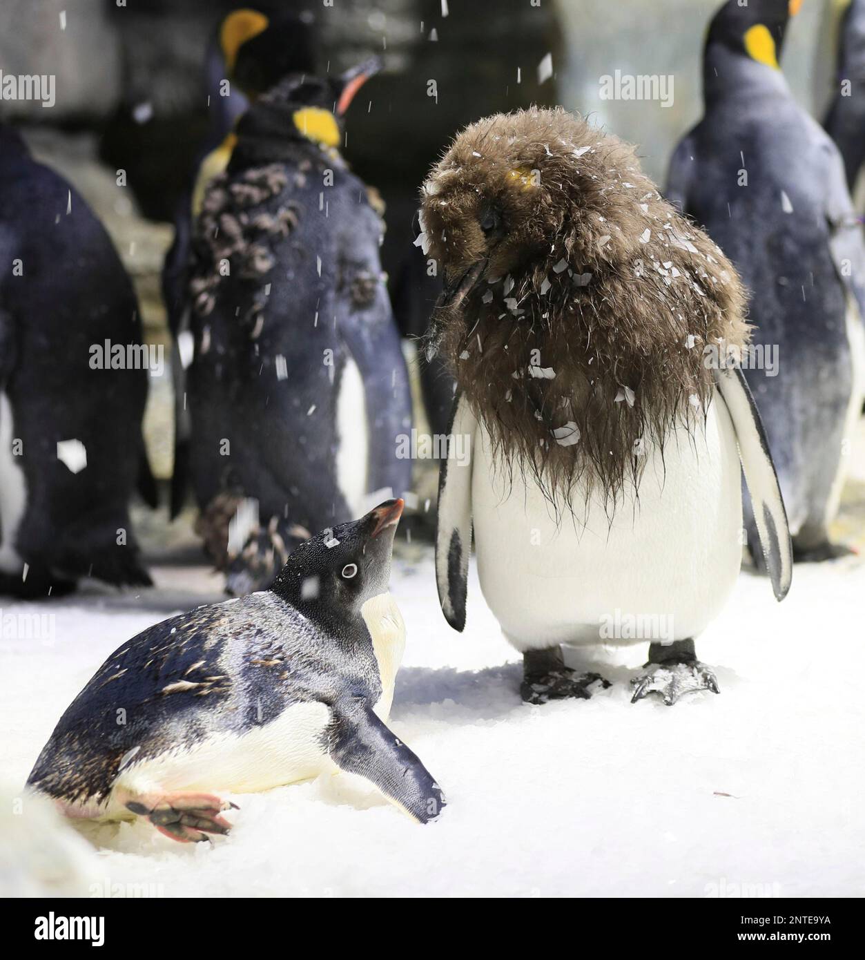 A Baby King penguin, hatched in last October, is pictured at Osaka ...