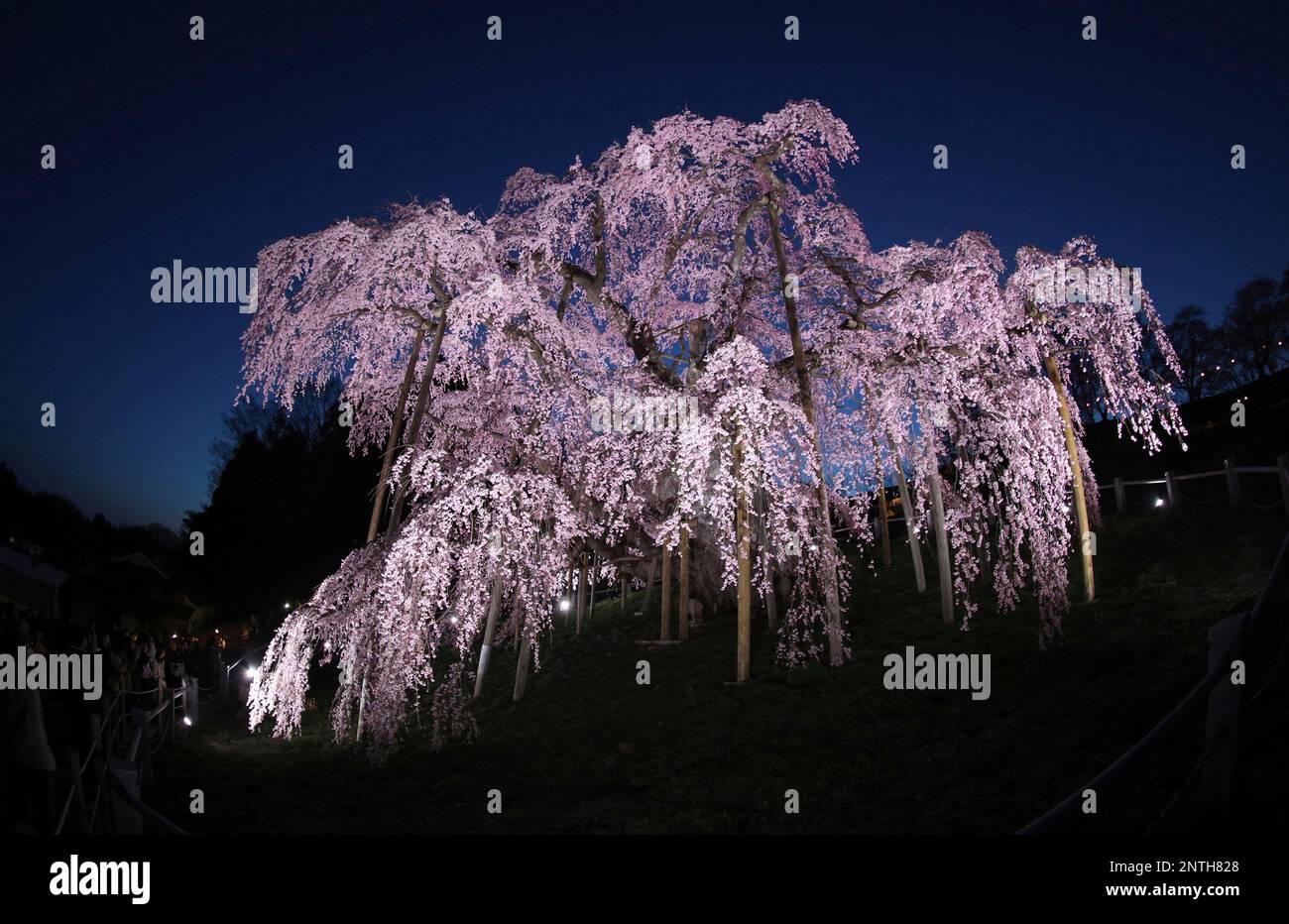 A picture shows illuminated weeping cherry tree, Miharu Takizakura, in ...