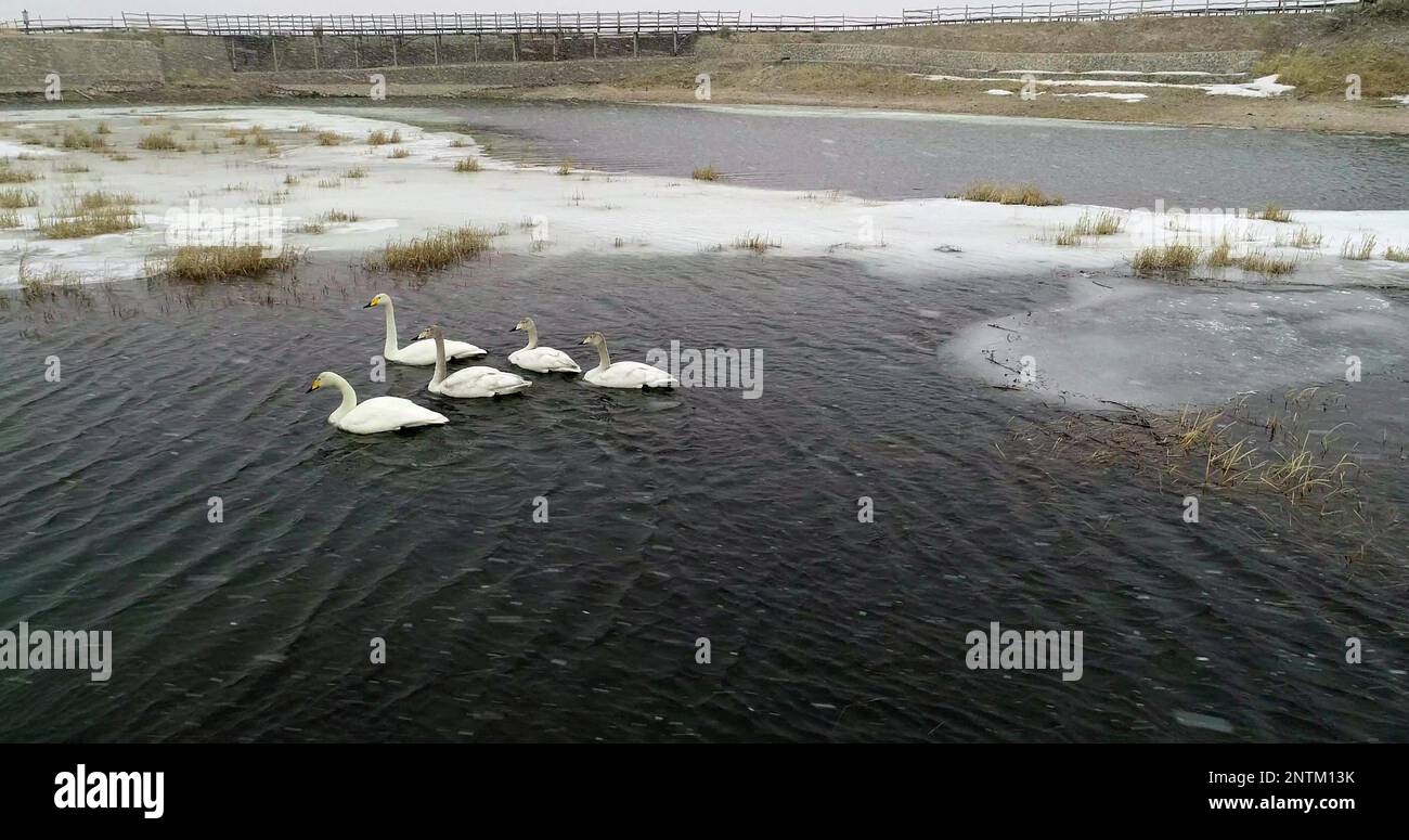 Mehrere Schwäne schwimmen auf dem geschmolzenen Wasser am malerischen ...