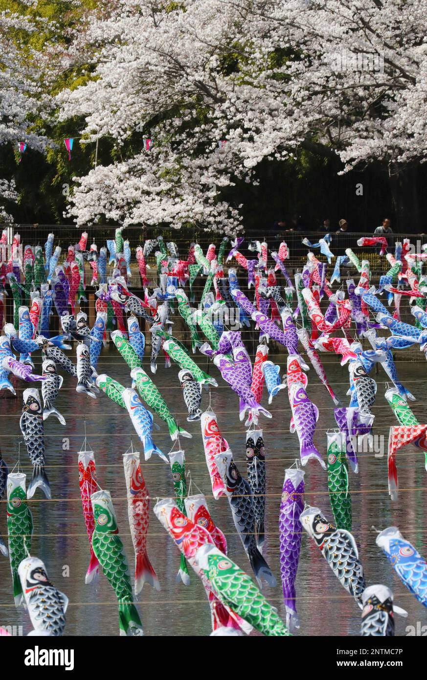 Approximately 4,300 koinobori, carp streamers fly with cherry blossoms ...