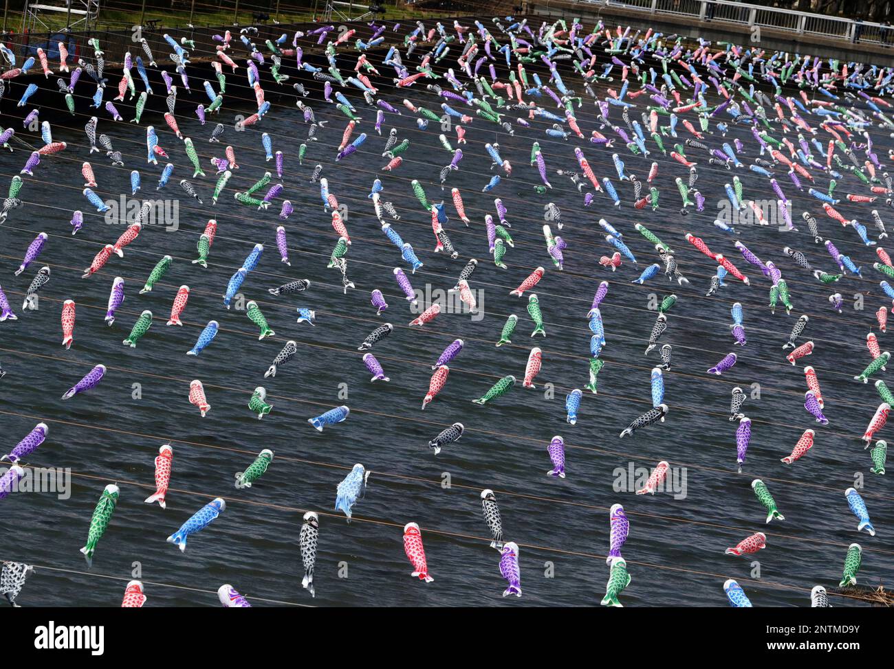 Approximately 4,300 koinobori, carp streamers fly over the Tsuruutagawa ...