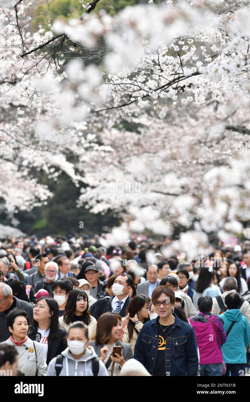 People gather to view cherry blossoms in full bloom at Ueno Park in ...