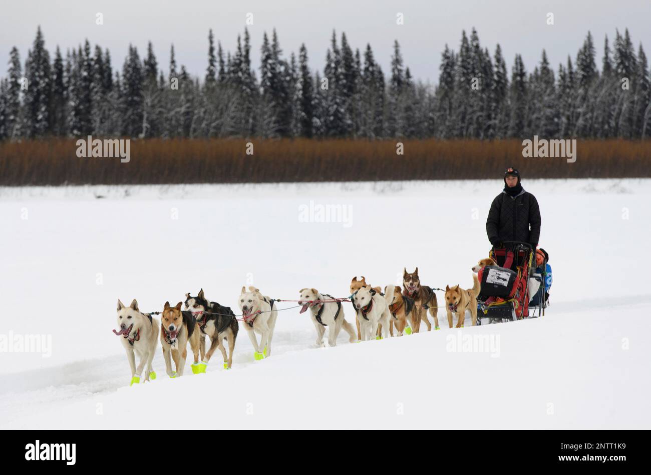 Matt Hall and his team reach Eagle Island, Alaska, during the Iditarod ...