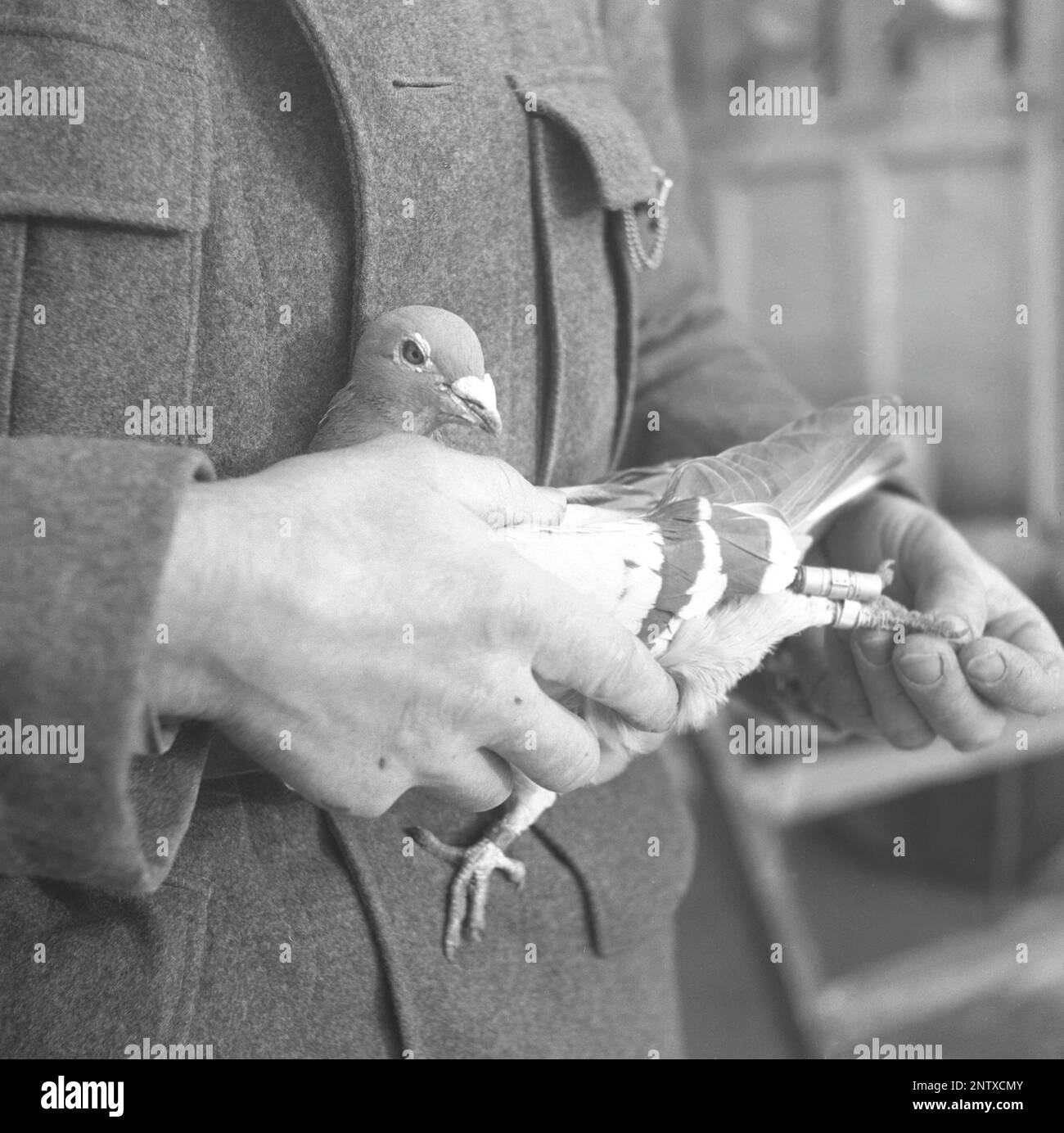 Brieftauben aus kriegszeiten -Fotos und -Bildmaterial in hoher ...