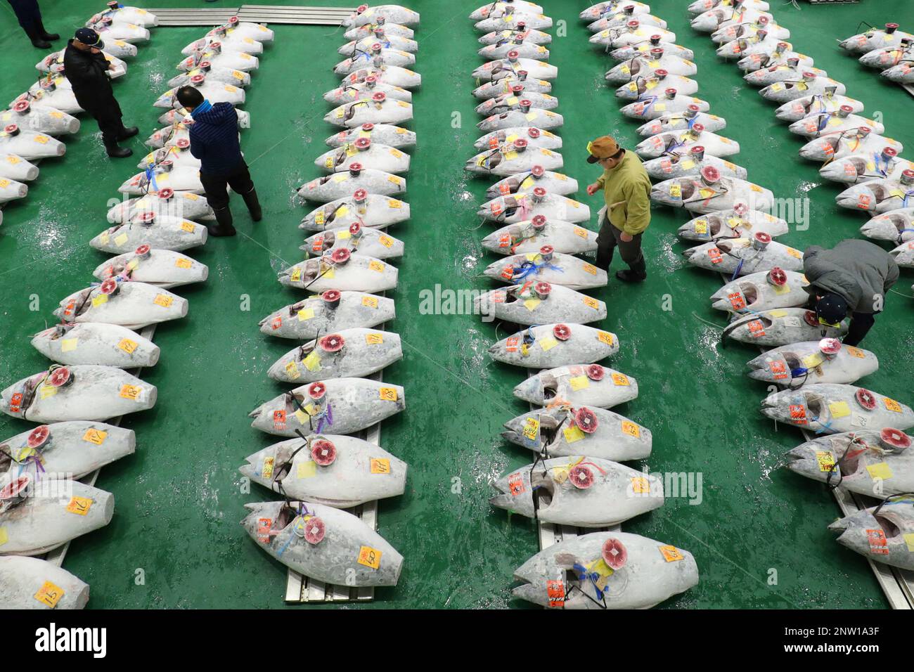Wholesalers check tuna fish during the auction at Toyosu Market in Koto ...