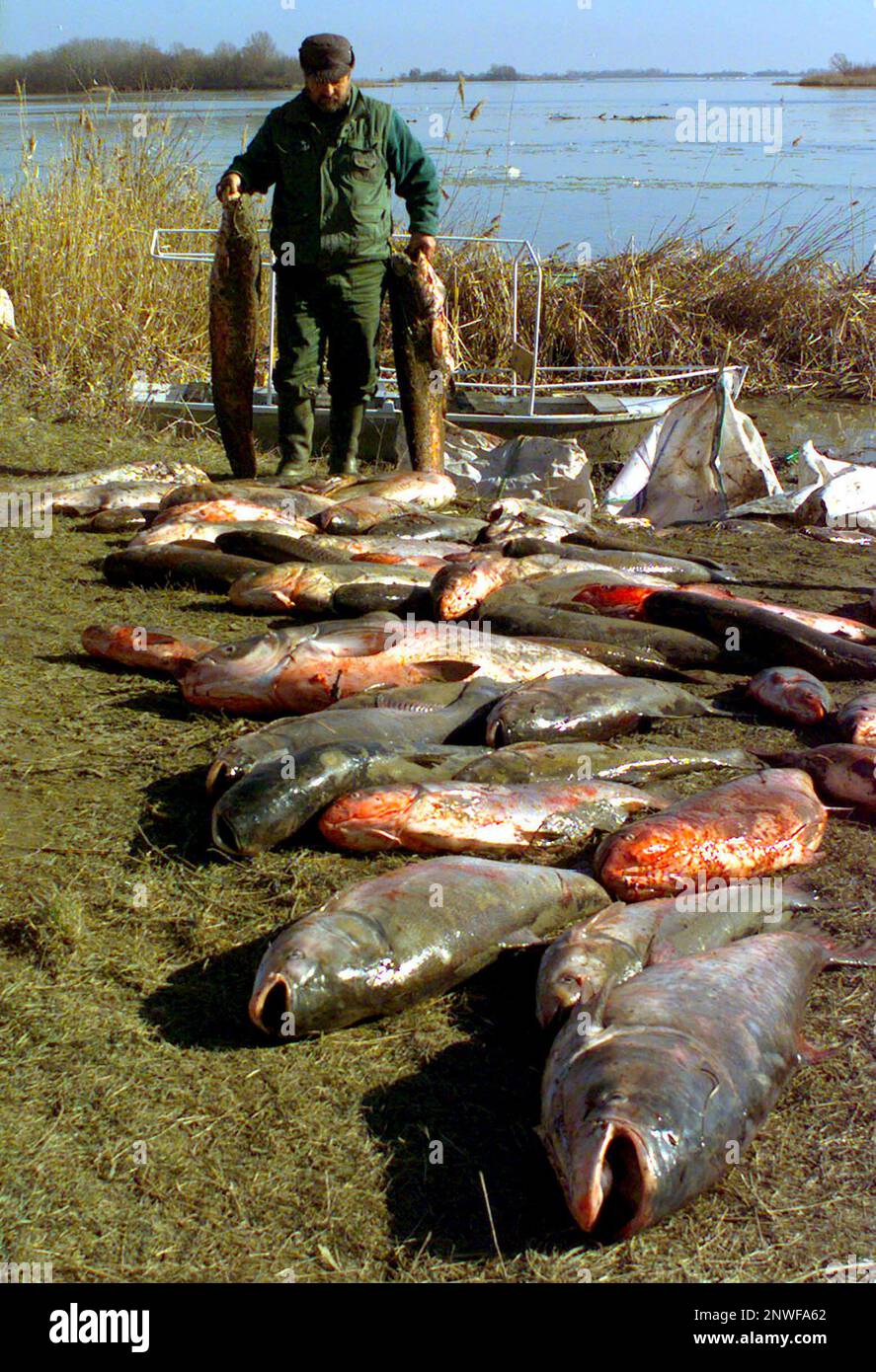 A fisherman gathers dead fish caught from the Tisza Lake on Tuesday ...
