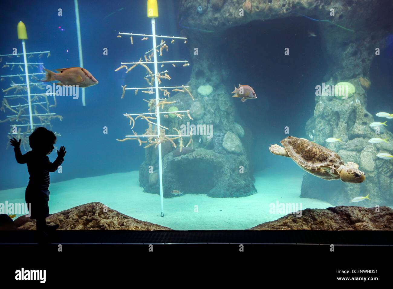 A Loggerhead sea turtle swims past spectators in the new 100,000-gallon ...