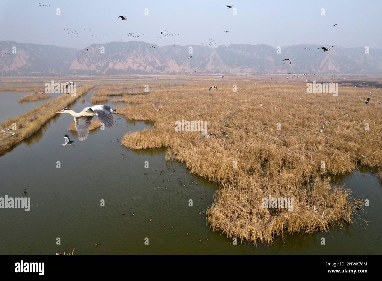 WEINAN, CHINA - 28. FEBRUAR 2023 - Vögel schwimmen und fliegen im ...