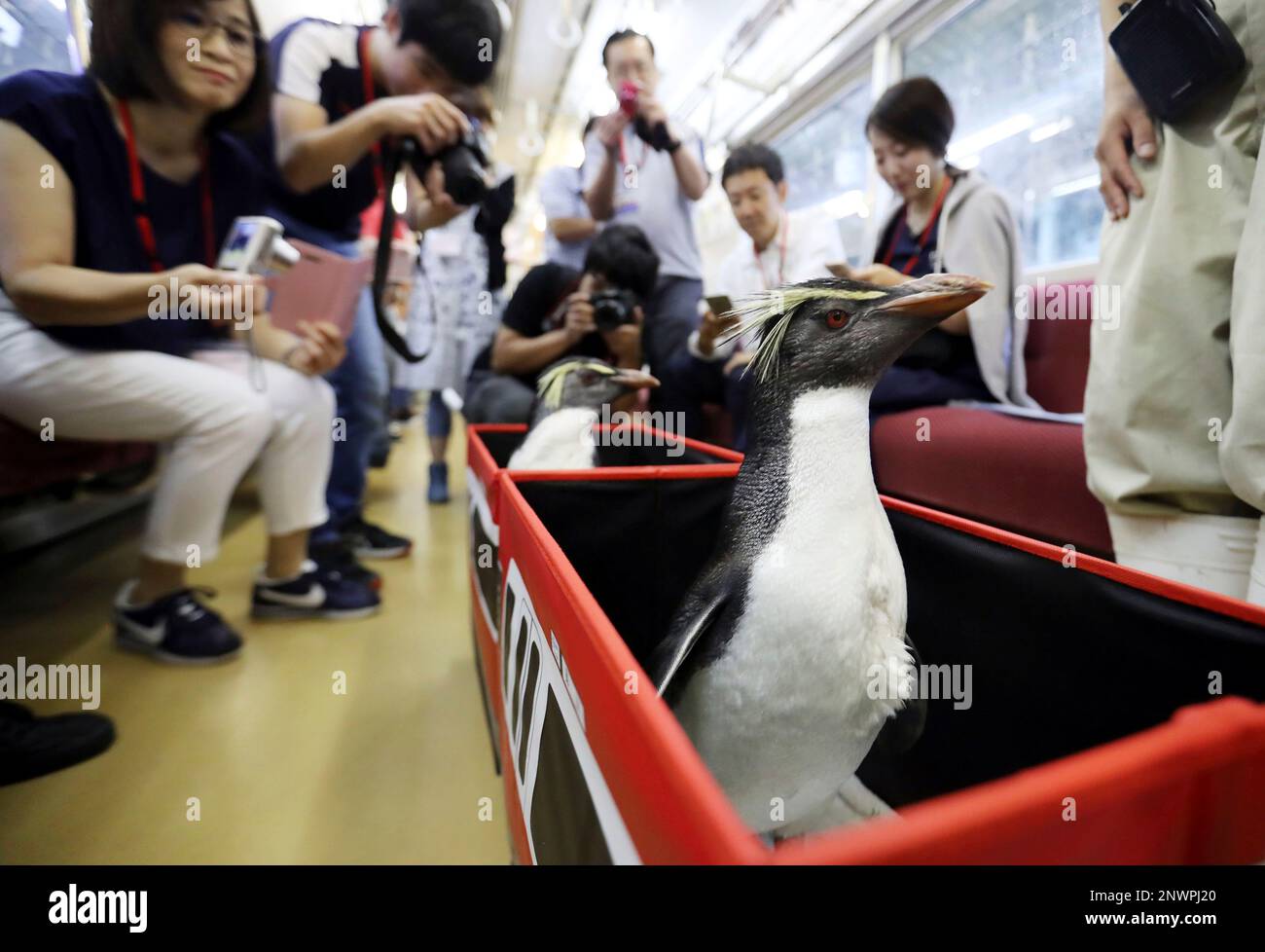 Penguins are on board of the Keikyu line in Kanagawa Prefecture on Sep ...