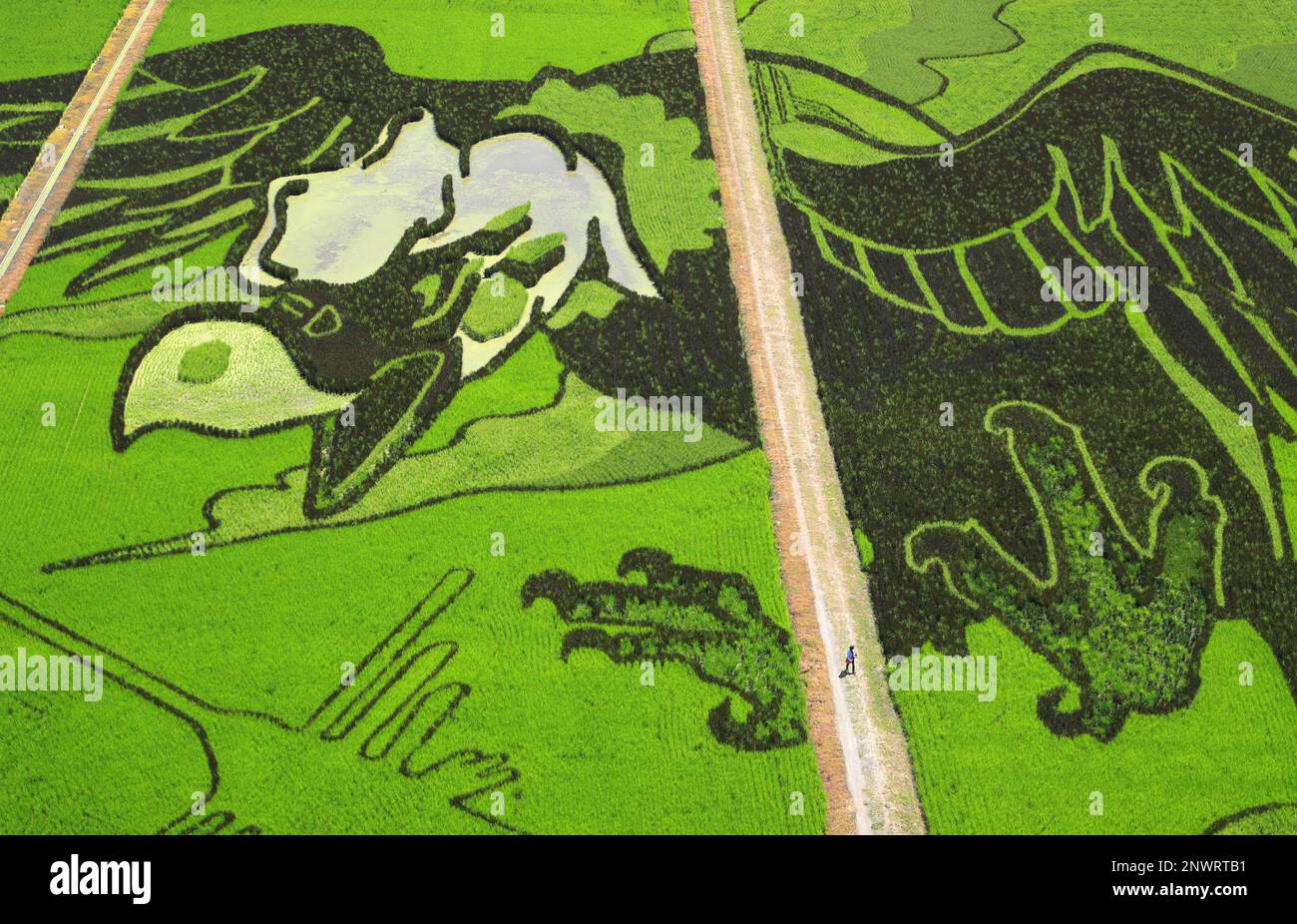 A photo shows the images of condor and Nazca Lines on rice filed in ...