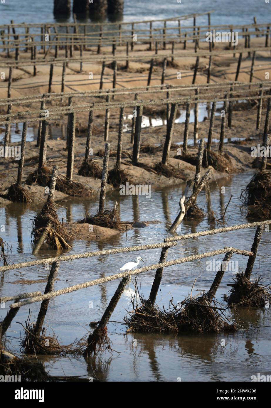 Oyster beds for oyster farming are damaged by driftwoods and sand and ...