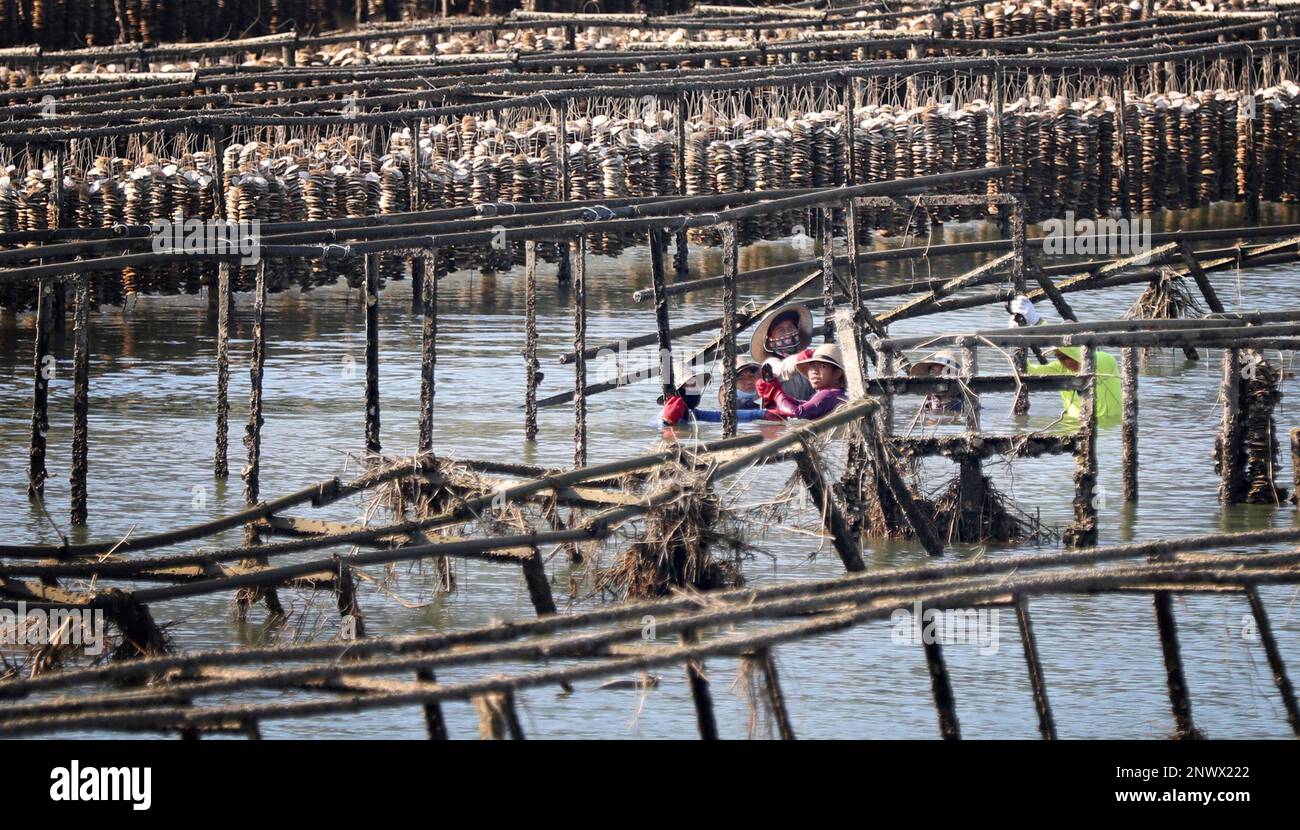 Oyster beds for oyster farming are damaged by driftwoods and sand and ...