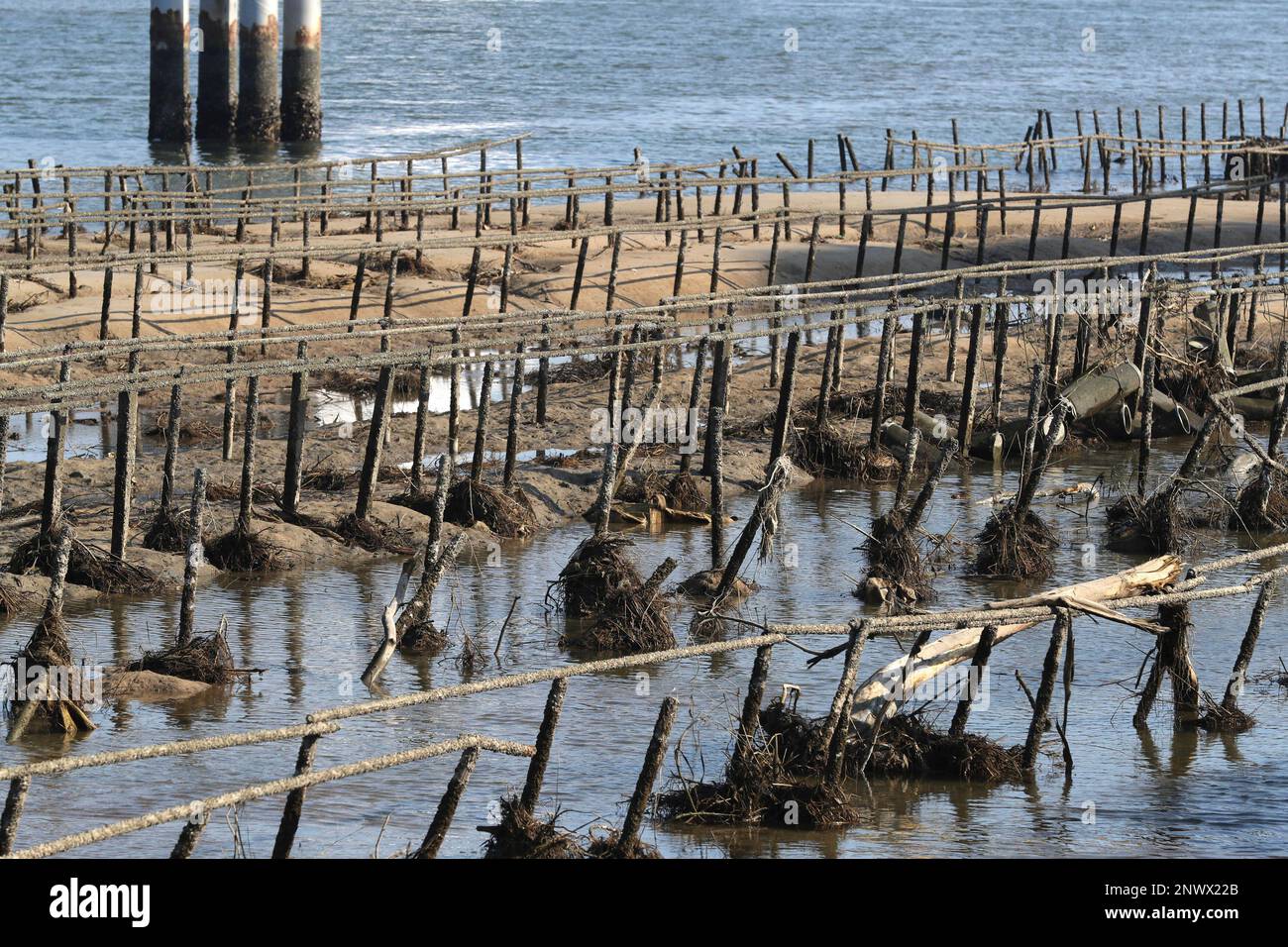 Oyster beds for oyster farming are damaged by driftwoods and sand and ...