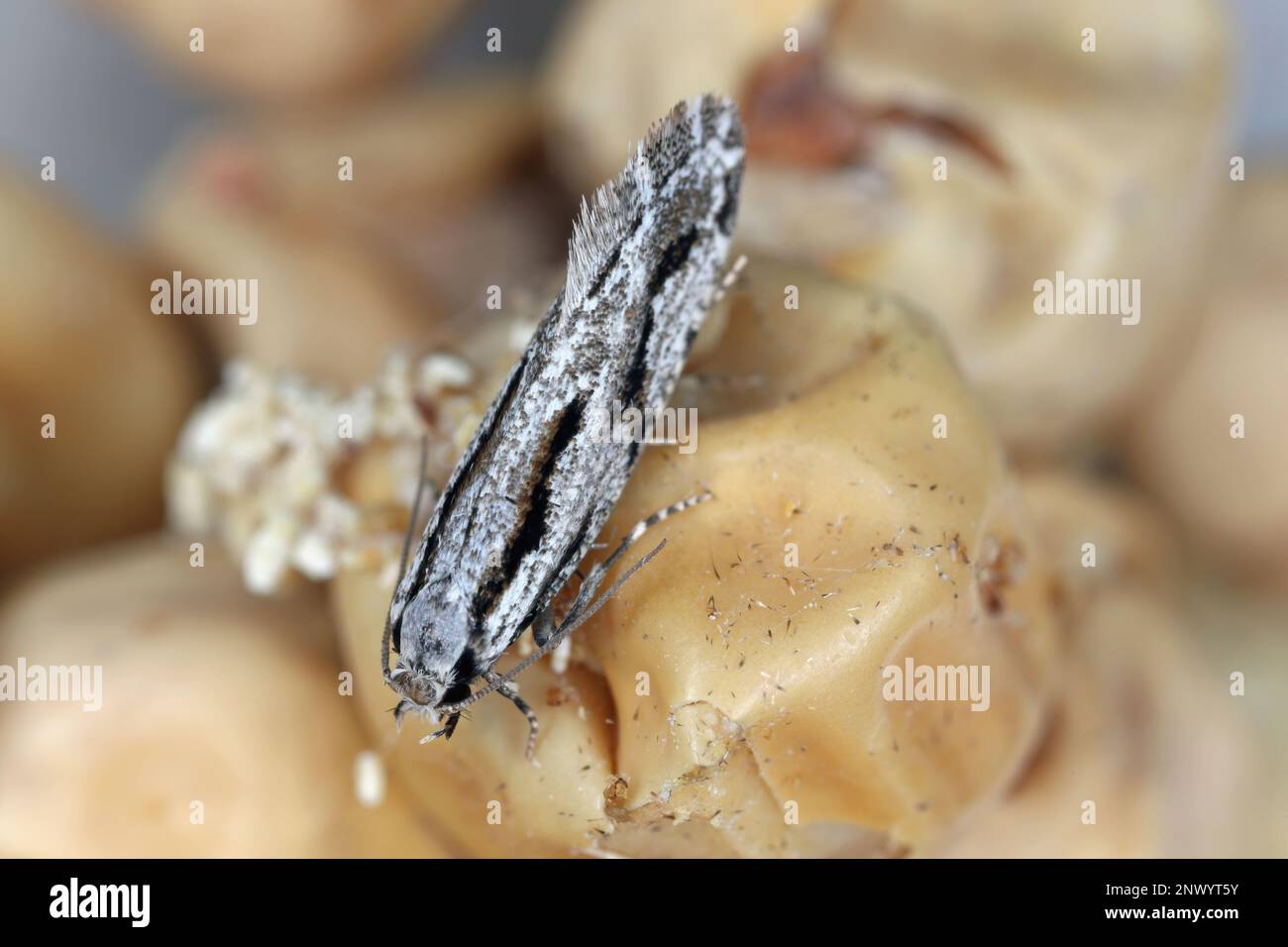 Moths clothes -Fotos und -Bildmaterial in hoher Auflösung – Alamy