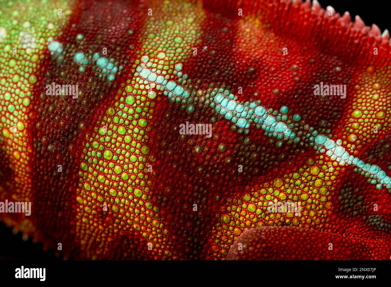 Bunte reptilienschuppen -Fotos und -Bildmaterial in hoher Auflösung – Alamy