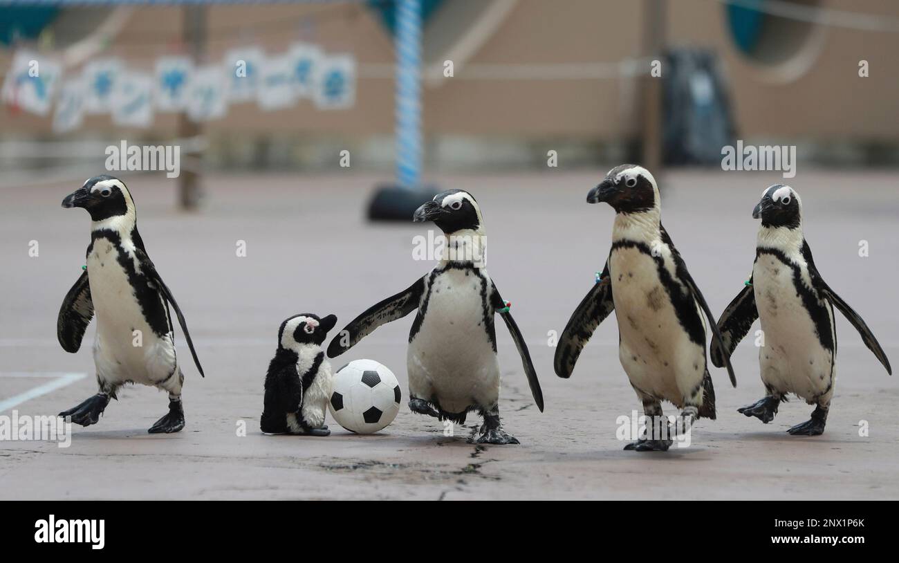Kiku, an African Penguin, scores a penalty kick at Yokohama Hakkeijima ...