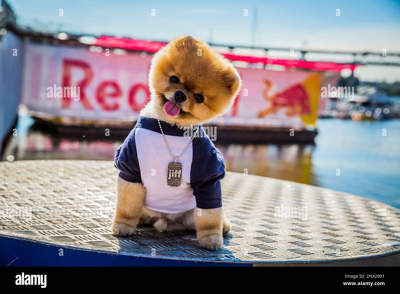 As pet lovers around the world celebrate the 20th edition of Take Your ...