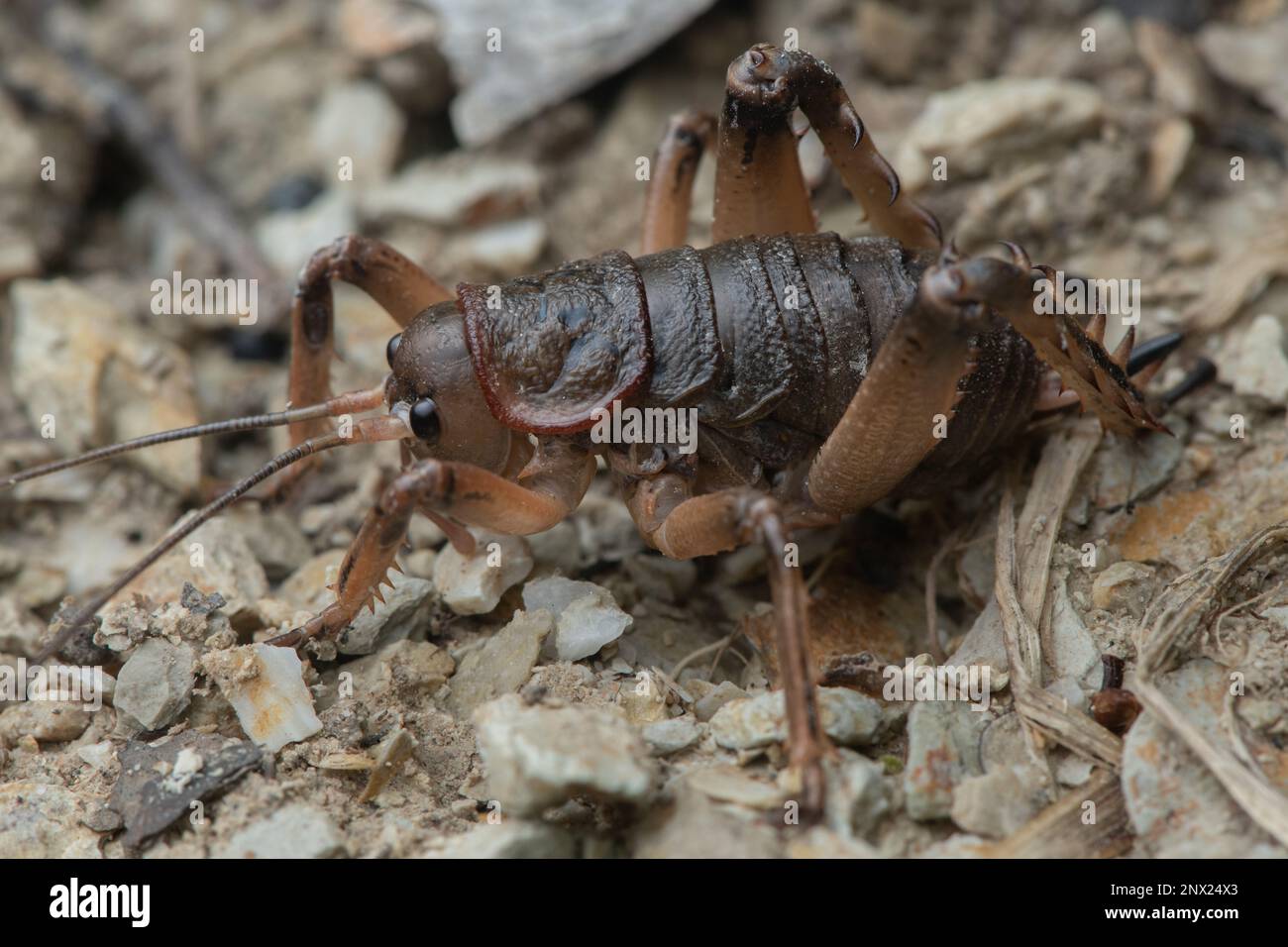 Kaikoura weta -Fotos und -Bildmaterial in hoher Auflösung – Alamy