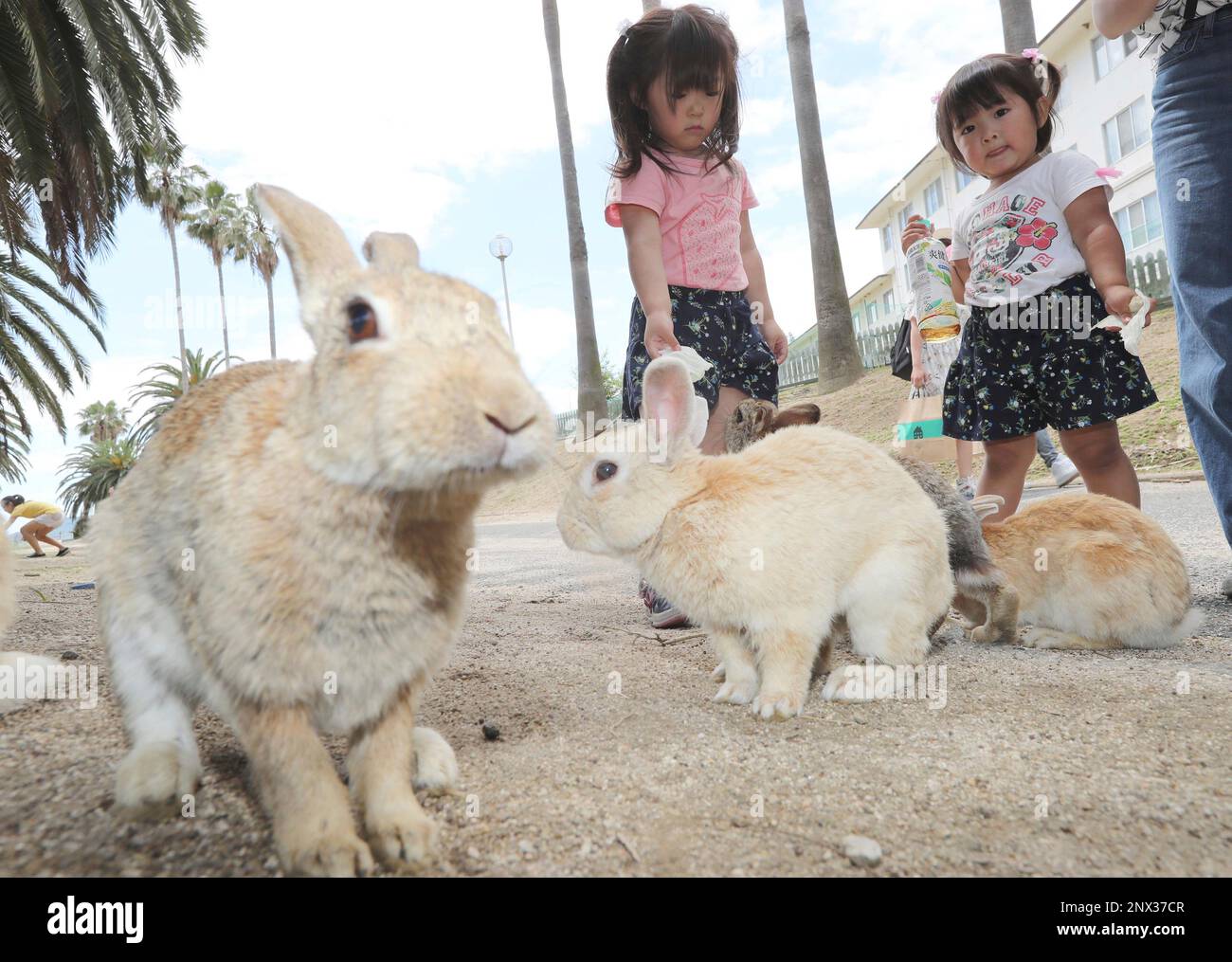 A photo shows the Rabbit Island (Okunishima) in Hiroshima Prefecture on ...