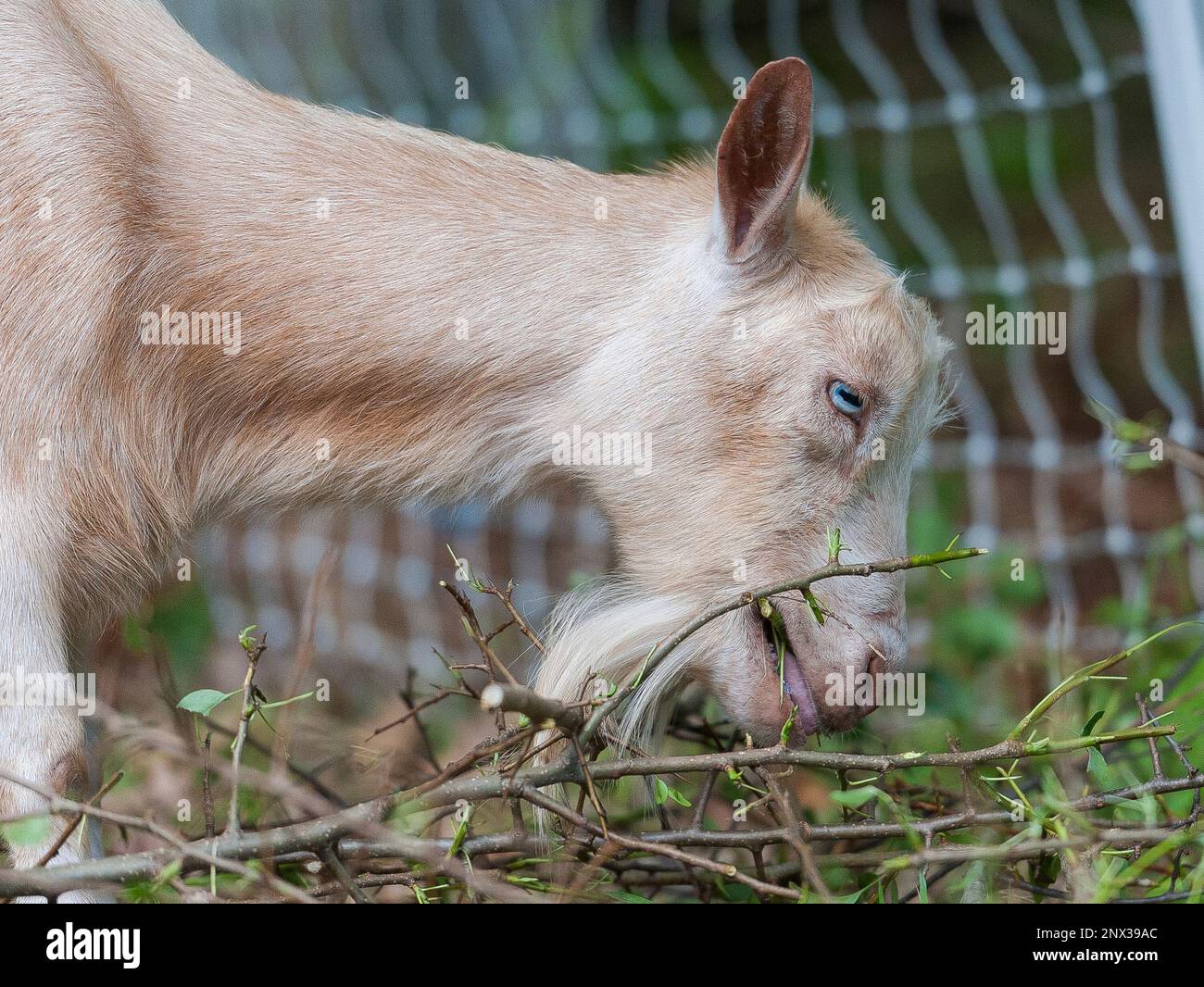 'Becky' from Central Mass Goat Rentals chews on some greenery at a job ...