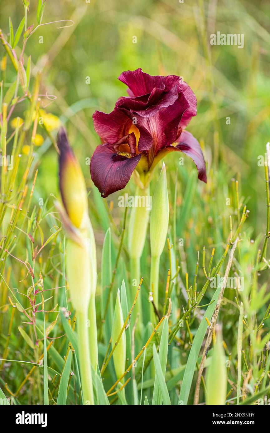 Wilde Iris Argaman oder Iris atropurpurea oder Küsteniris, die im Frühlingsfeld blühen. Die ...