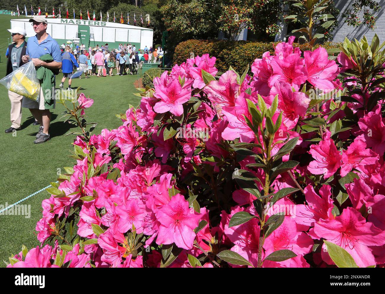 The azaleas are in full bloom by the first fairway for the Masters at ...