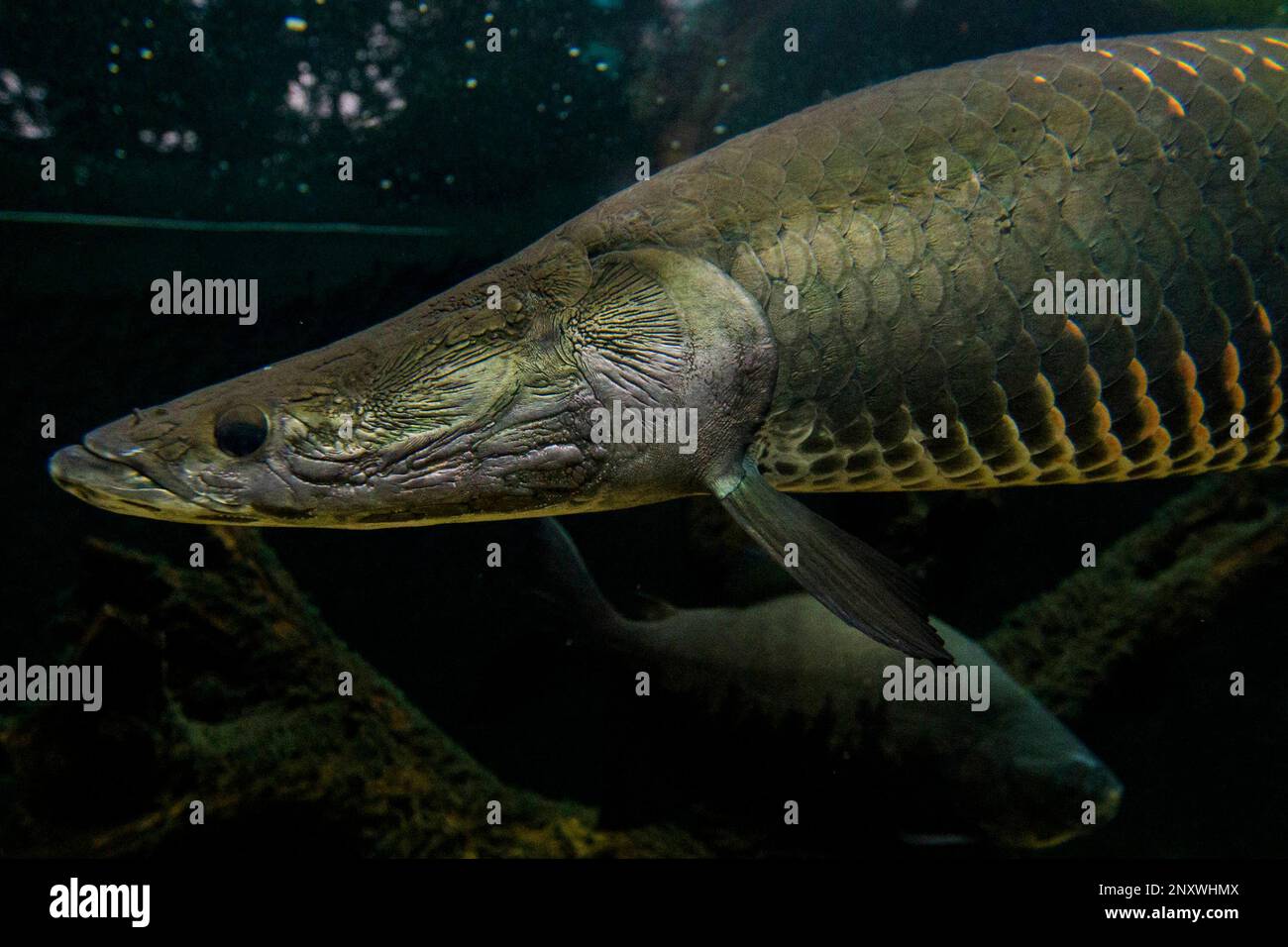 AM - Manaus - 12/18/2017 - Amazonia Museum MUSA - Pirarucu Fish, and ...