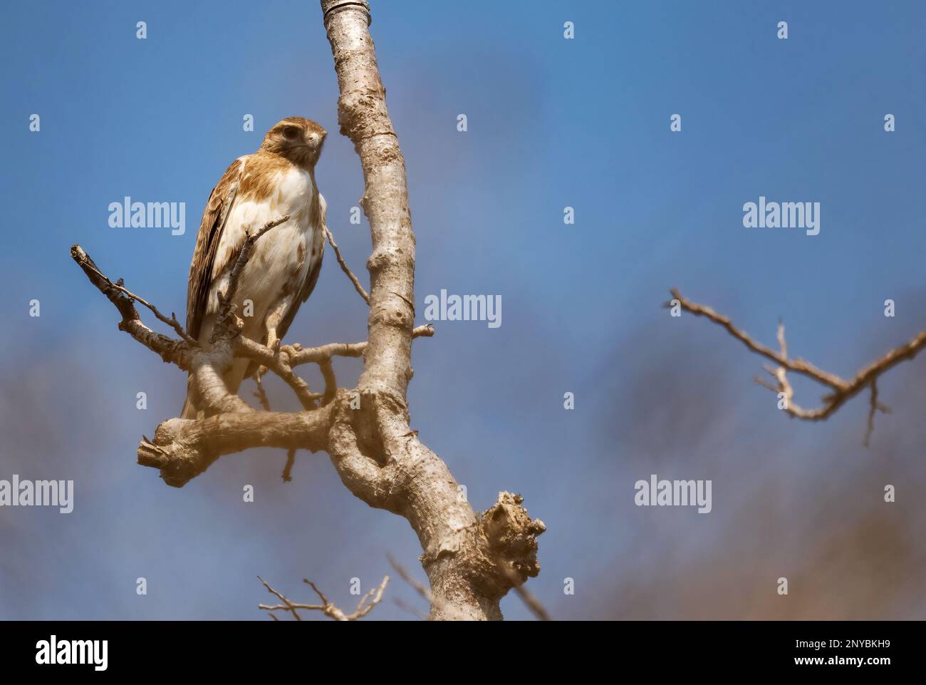 Madagassischer raubvogel -Fotos und -Bildmaterial in hoher Auflösung – Alamy